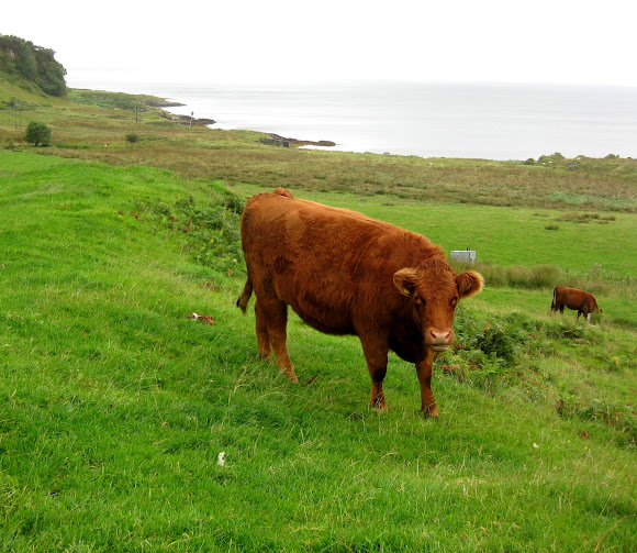 Cow. Vaca. | Project Noah