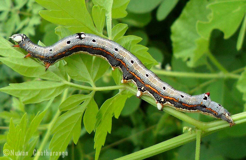 Castor Semi-Looper | Project Noah