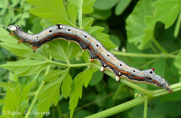 Castor Semi-Looper | Project Noah