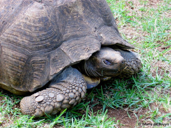 Leopard tortoise | Project Noah