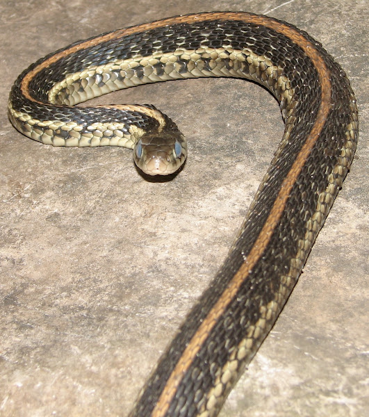Eastern Garter Snake | Project Noah