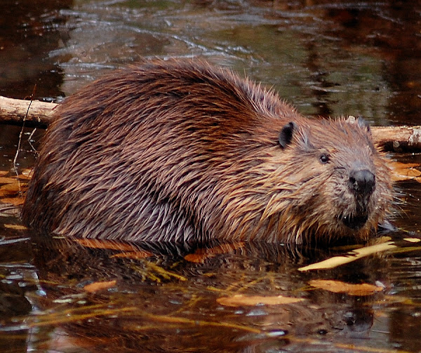 North American Beaver | Project Noah