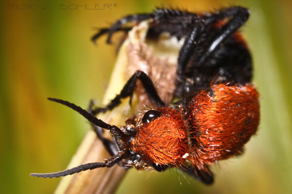 Red velvet ant or Cow Killer Ant | Project Noah