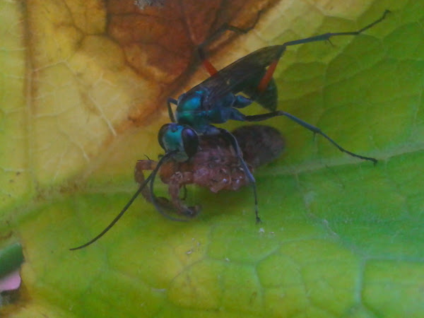 emerald cockroach wasp or jewel wasp | Project Noah