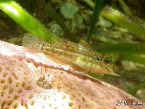 Bridled Goby | Project Noah