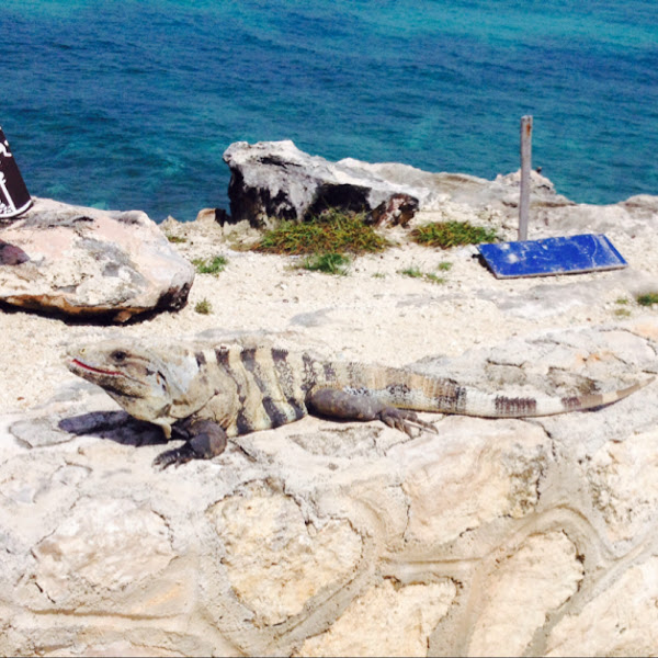 Mexican spiny-tailed iguana | Project Noah