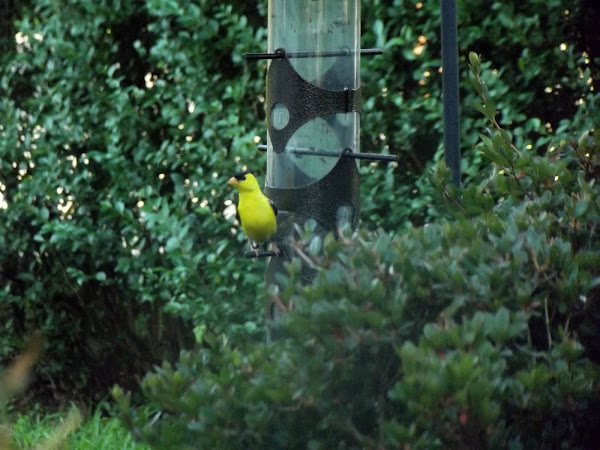 Goldfinch | Project Noah