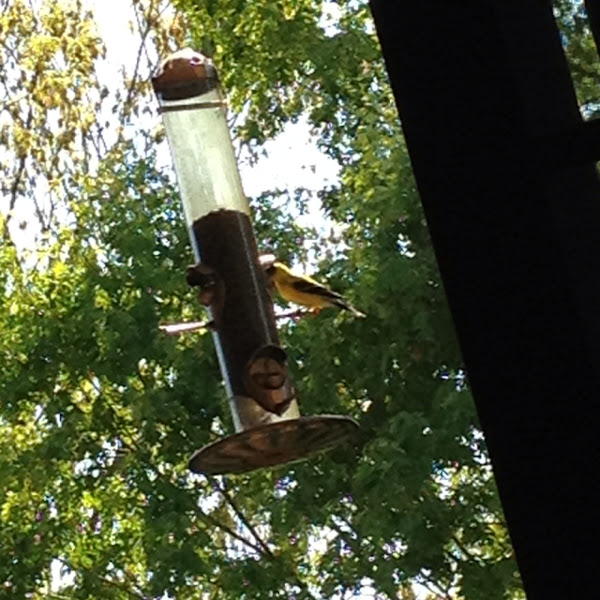 Goldfinch | Project Noah