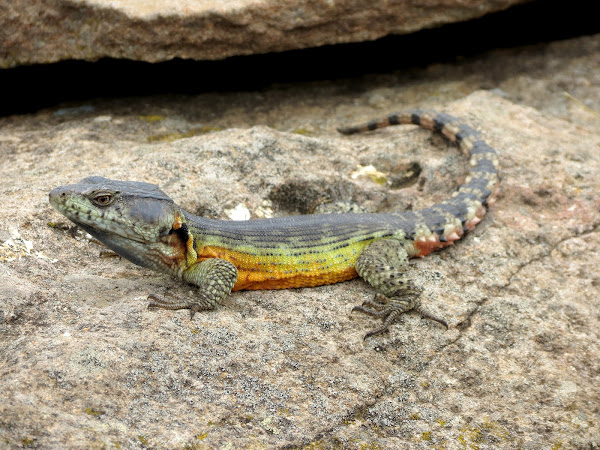 Drakensberg Crag Lizard | Project Noah