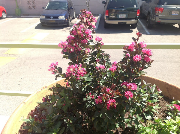 Crepe myrtle | Project Noah