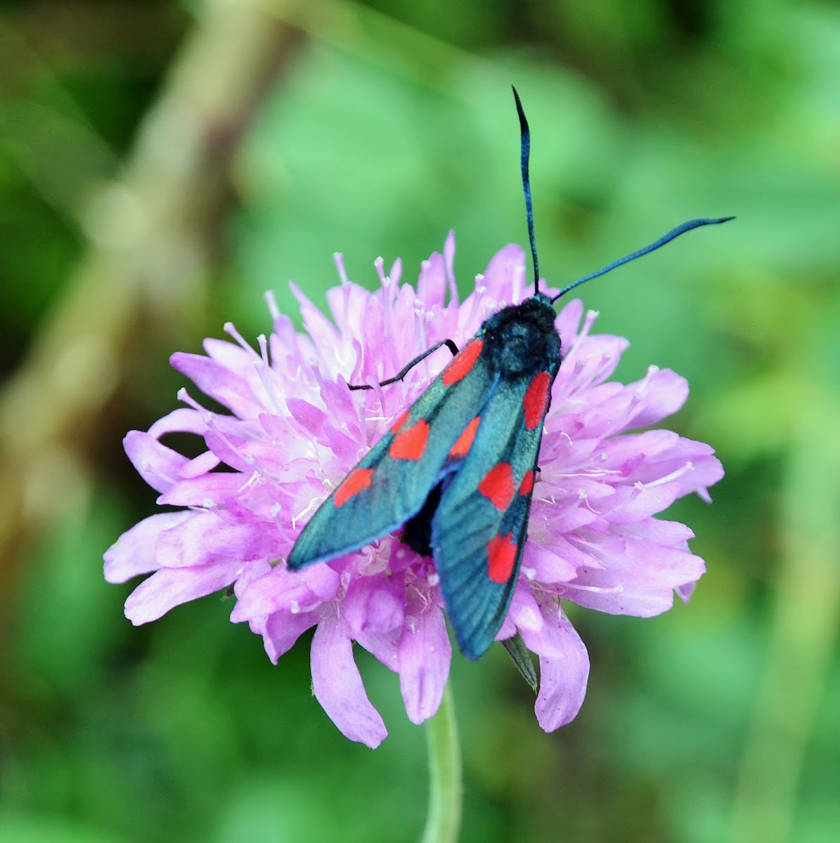Narrow-Bordered Five-Spot Burnet | Project Noah