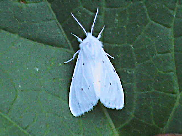 Agreeable Tiger Moth | Project Noah