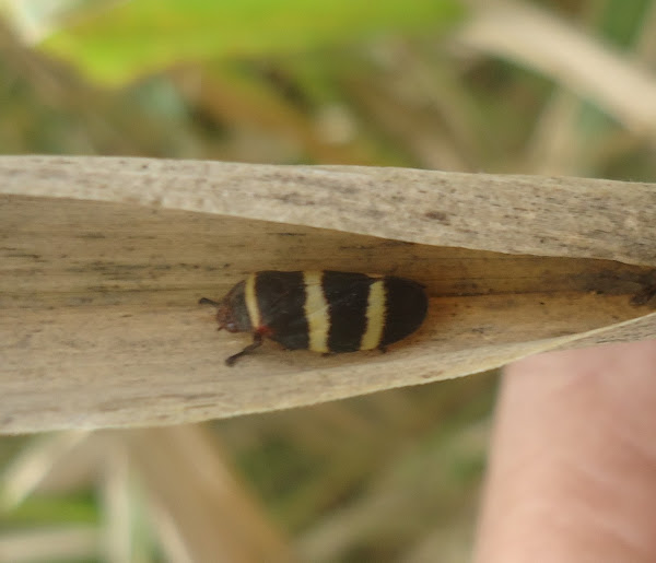 Salivazo o Chinche Salivosa | Project Noah