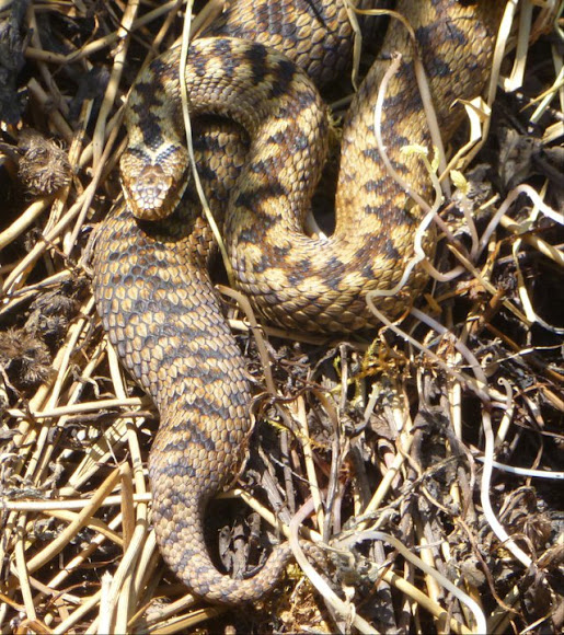 European Adder | Project Noah