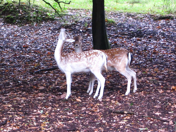 Fallow Deer | Project Noah