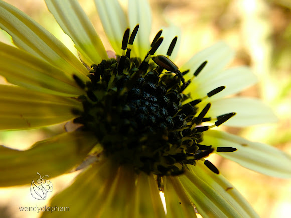 Cape Dandelion | Project Noah