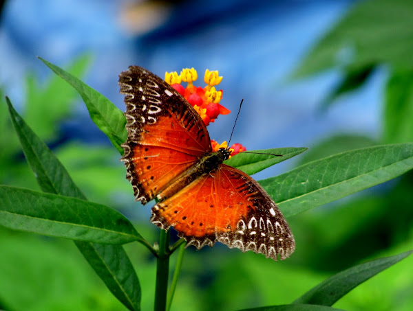 Red Lacewing | Project Noah