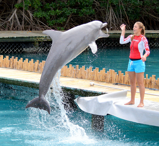 Photo Contest: Dolphins 2 more Dolphins | Pixoto