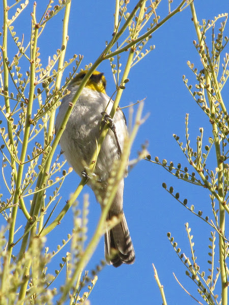 Verdin | Project Noah