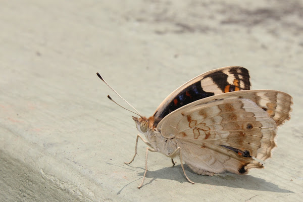 Junonia orithya | Project Noah