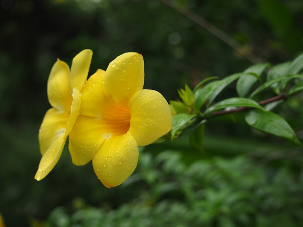 golden trumpet | Project Noah