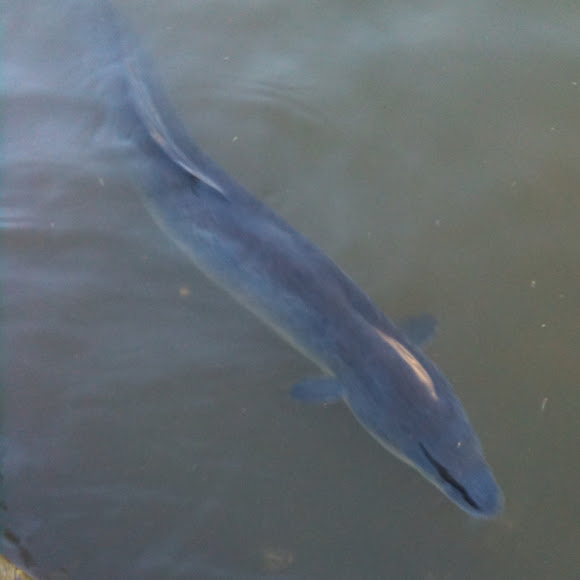 Short-finned Eel | Project Noah