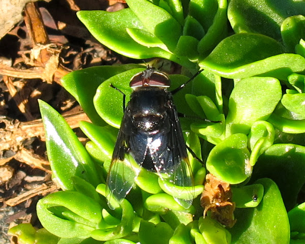Mexican Cactus Fly | Project Noah