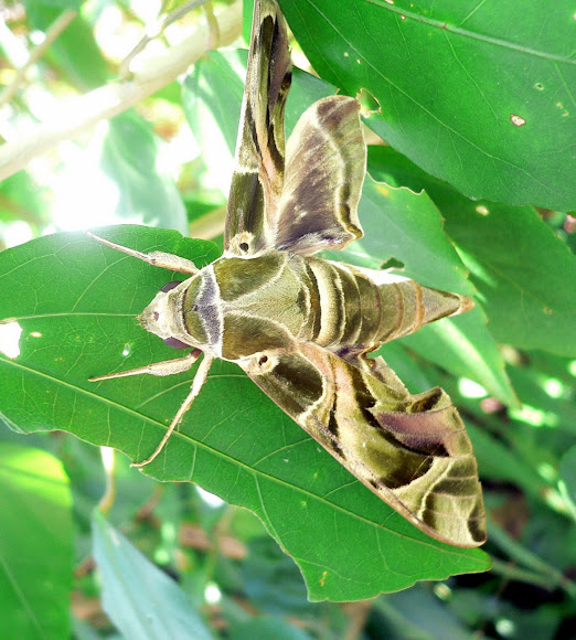 Oleander Hawk Moth | Project Noah