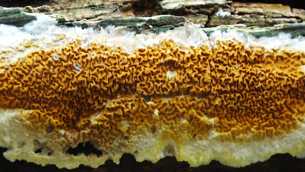 Wild dry rot fungus | Project Noah