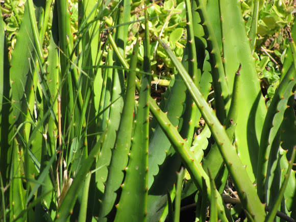 Aloe Vera | Project Noah