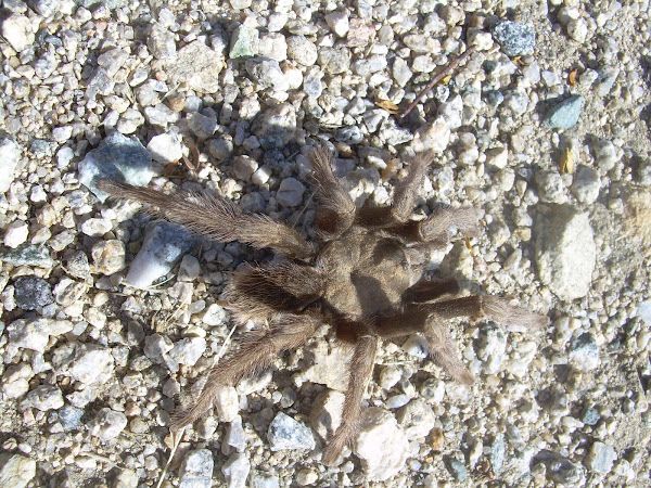 Desert Tarantula | Project Noah
