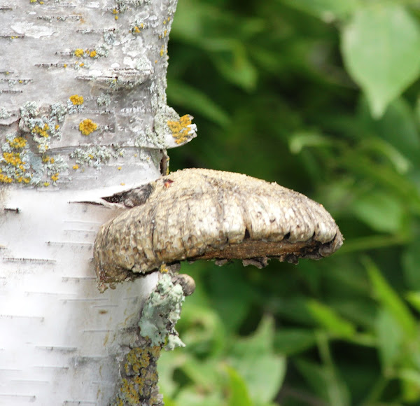 Birch Polypore | Project Noah