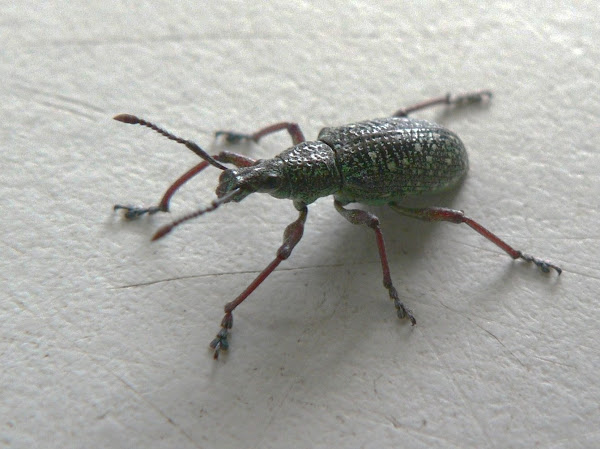 Weevil | Project Noah