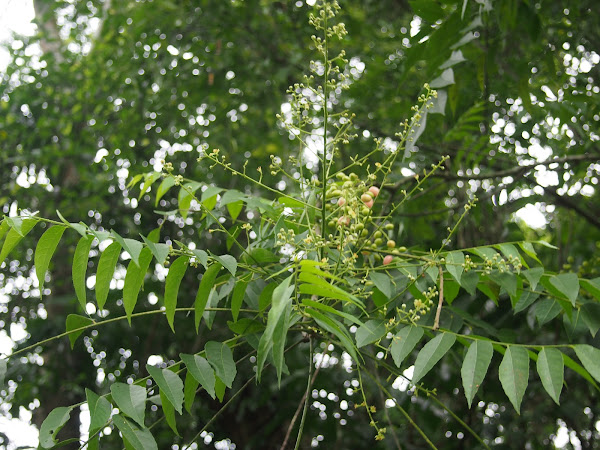 Clausena excavata | Project Noah