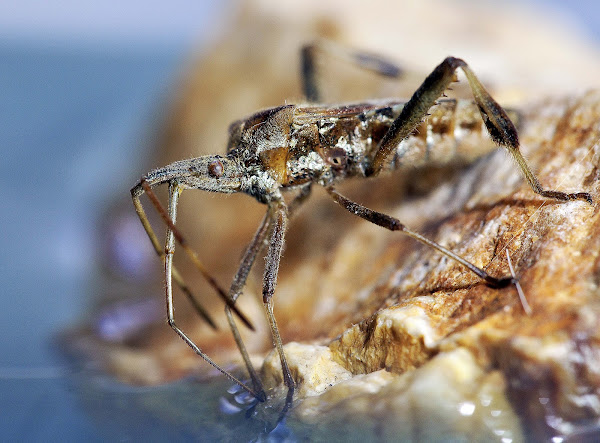 Assassin Bug | Project Noah