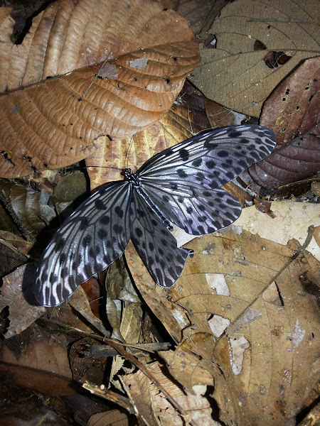 Common Tree Nymph | Project Noah