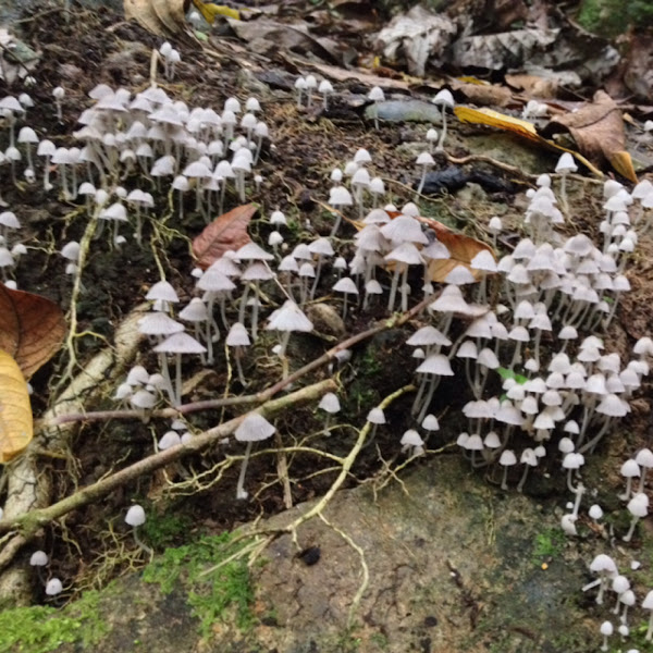 Fairy's Ink Cap | Project Noah