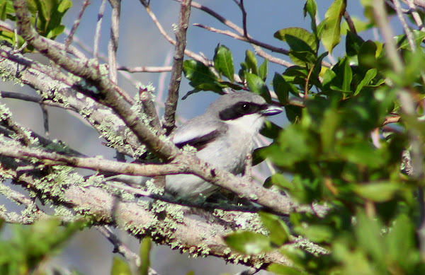 Loggerhead Shrike | Project Noah