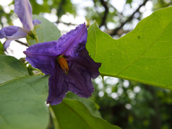 Potato tree / Brazilian potato tree | Project Noah