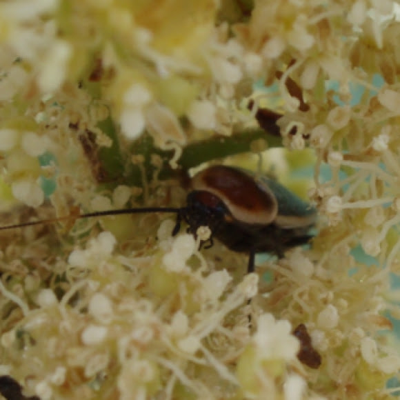 Pale-bordered Field Cockroach | Project Noah