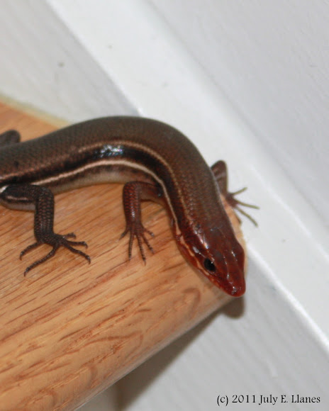 Broad-headed Skink | Project Noah