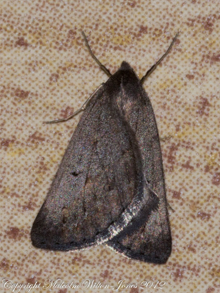 Geometrid Moth | Project Noah