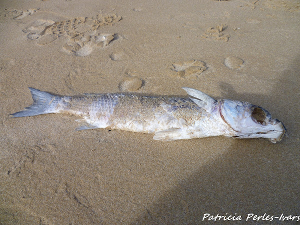 Golden grey mullet | Project Noah