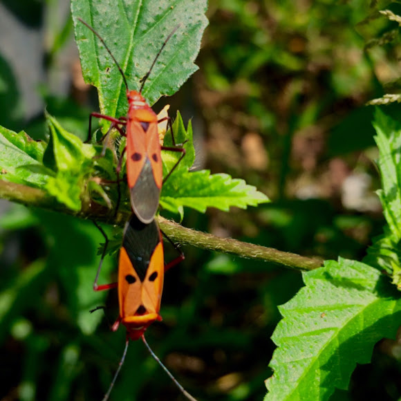 Red Cotton Stainer Bug | Project Noah