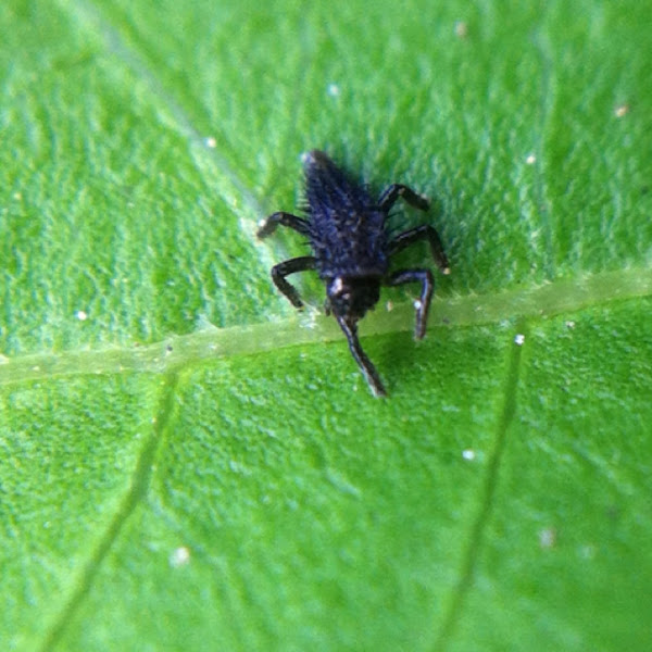 Ladybug Nymph | Project Noah