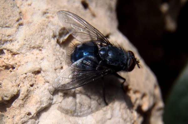 Mosca azul | Project Noah