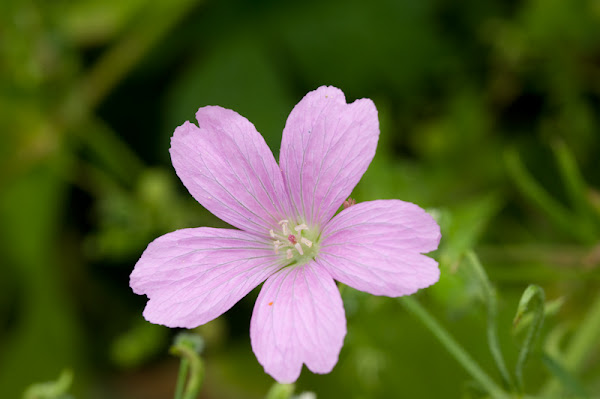 Red Robin | Project Noah