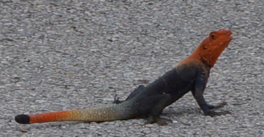 African Rainbow Lizard | Project Noah