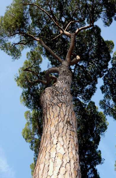 Pino piñonero, pino albar | Project Noah