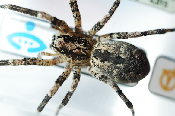 Zoropsis spinimana | Project Noah